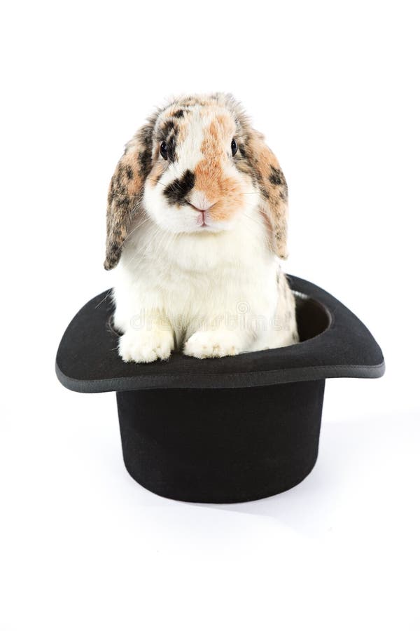 Rabbit: a Magical Bunny Inside a Top Hat Stock Image - Image of inside ...