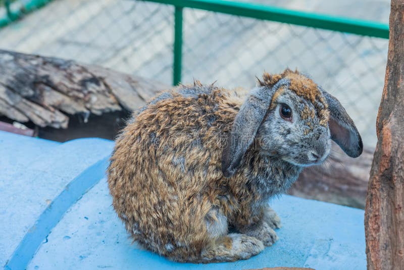 Rabbit. Mammal stock photo. Image of skin, rabbit, animal - 133590190