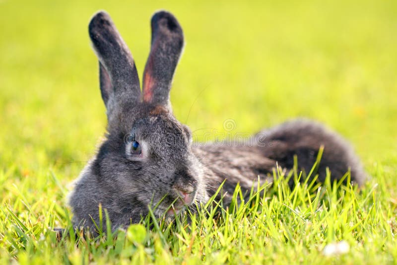 Rabbit in a meadow stock image. Image of lying, little - 11234775