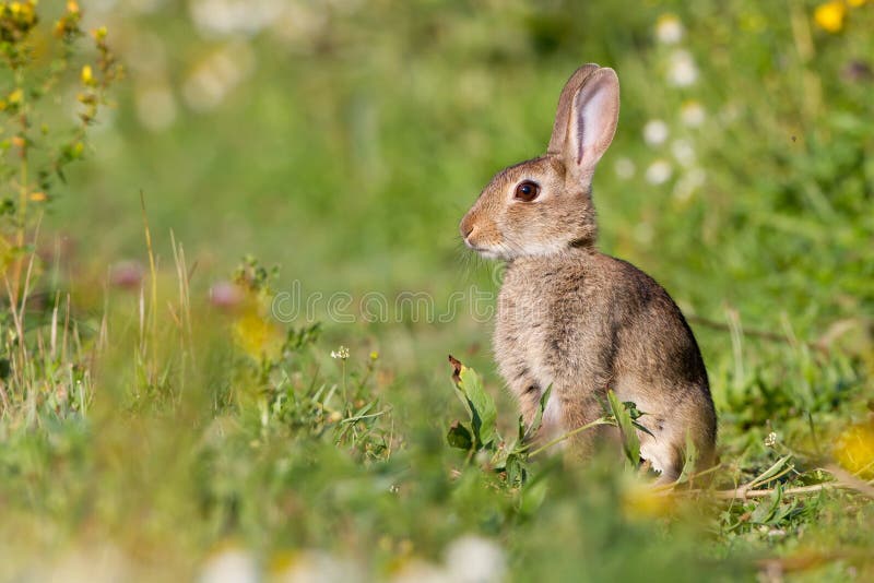 Rabbit in meadow stock photo. Image of mammal, animal - 15641706