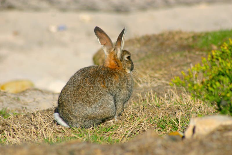 Rabbit in meadow stock image. Image of meadow, warm, adorable - 22029455