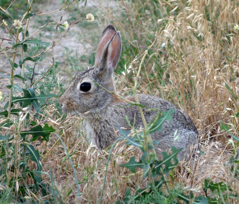 A rabbit in a meadow stock image. Image of rabbit, nose - 45252421