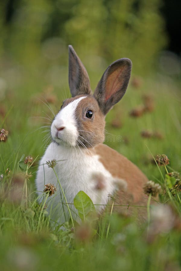 Rabbit in meadow stock image. Image of farm, white, grass - 59466205