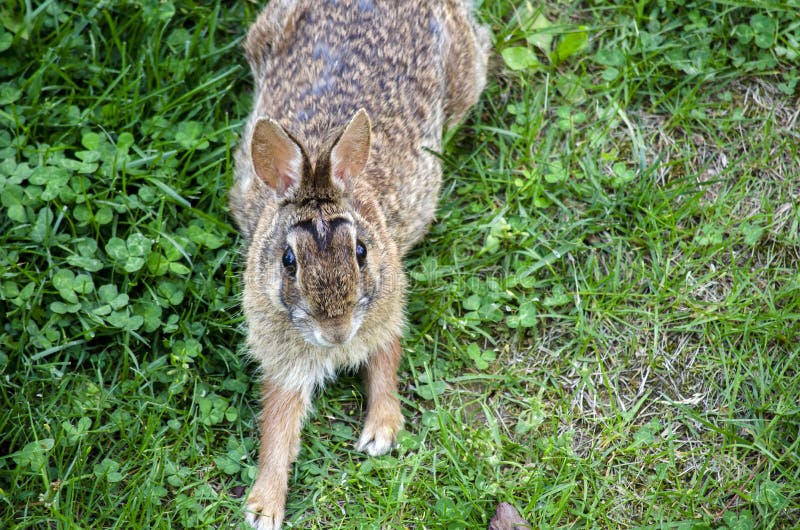 Rabbit in the meadow stock image. Image of spring, cute - 187693797