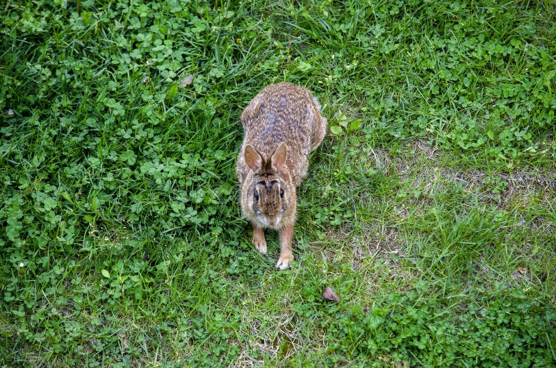 Rabbit in the meadow stock photo. Image of nature, rabbit - 187693800