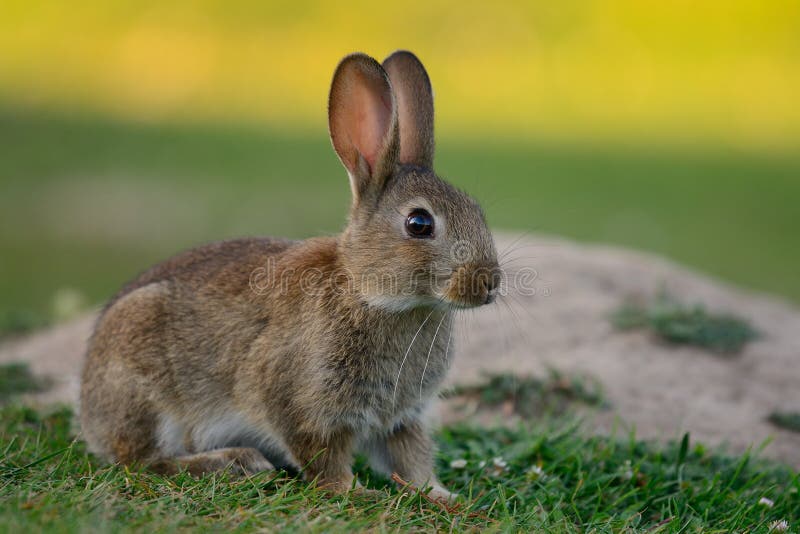 Cute Rabbit Sitting in a Meadow Stock Image - Image of mammals, grass ...