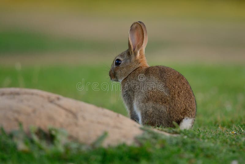 Rabbit in a meadow stock image. Image of nature, mammals - 106651129