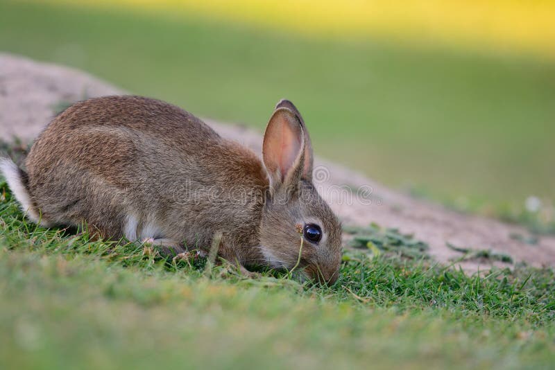 118 Rabbits Grazing Photos - Free & Royalty-Free Stock Photos from ...