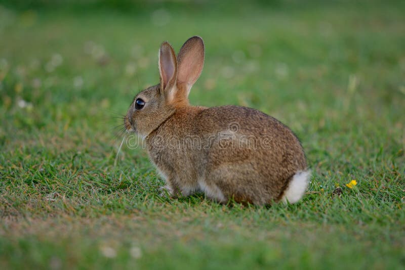 Rabbit in a meadow stock photo. Image of animals, animal - 106651280