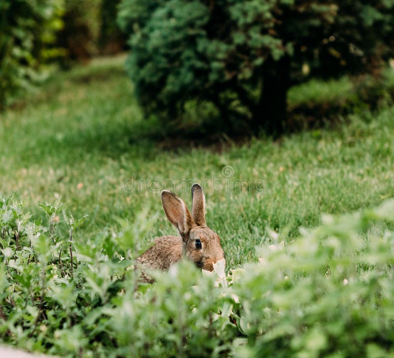 Rabbit Meadow Pasture Grass Summer Farm Reserve Stock Photo - Image of ...