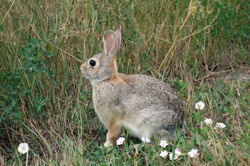 A rabbit in a meadow stock image. Image of rabbit, nose - 45252421