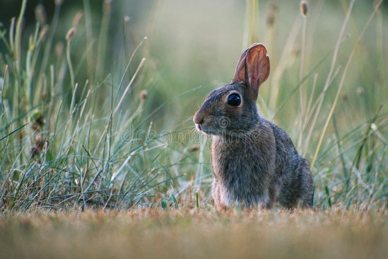 Rabbit in a Meadow in the Sunlight, Its Ears Perked Up, Alert and ...