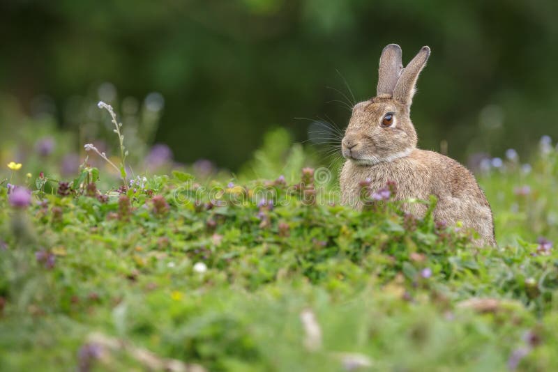 Rabbit in a meadow stock photo. Image of field, brown - 44366770
