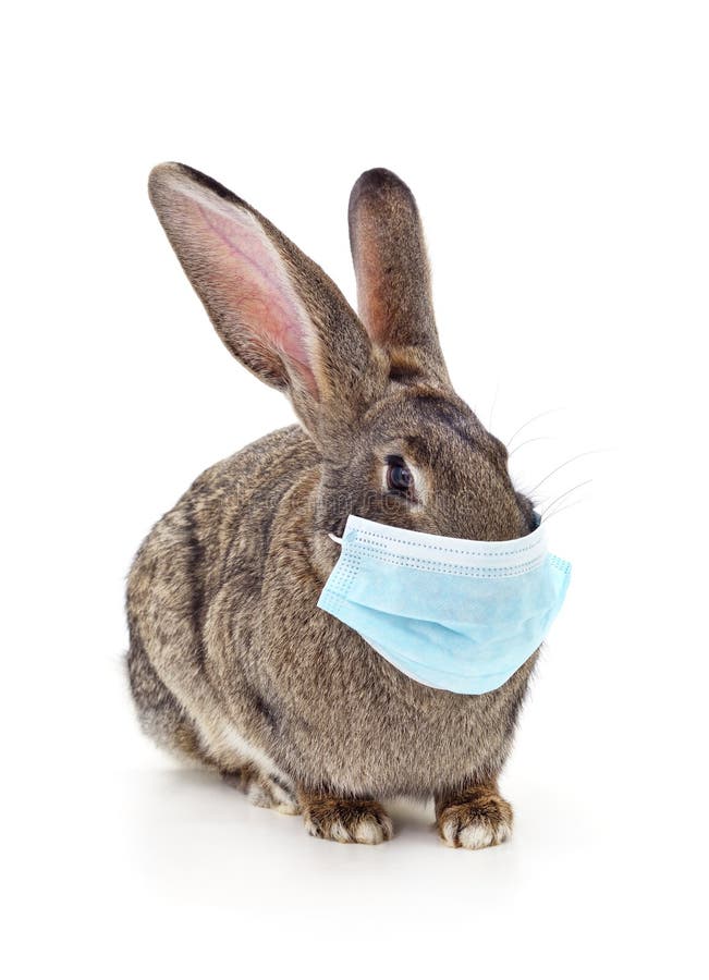 Rabbit in medical mask stock image. Image of mask, influenza - 262548445