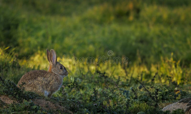 Rabbit in a Mediterranean Forest Pasture Stock Image - Image of meadow ...