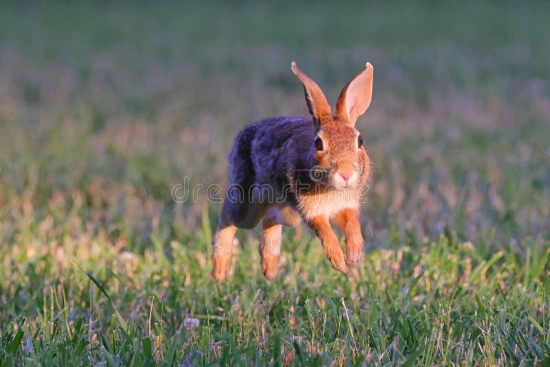 Rabbit Mid-jump in a Grassy Field during the Golden Hour Stock Photo ...