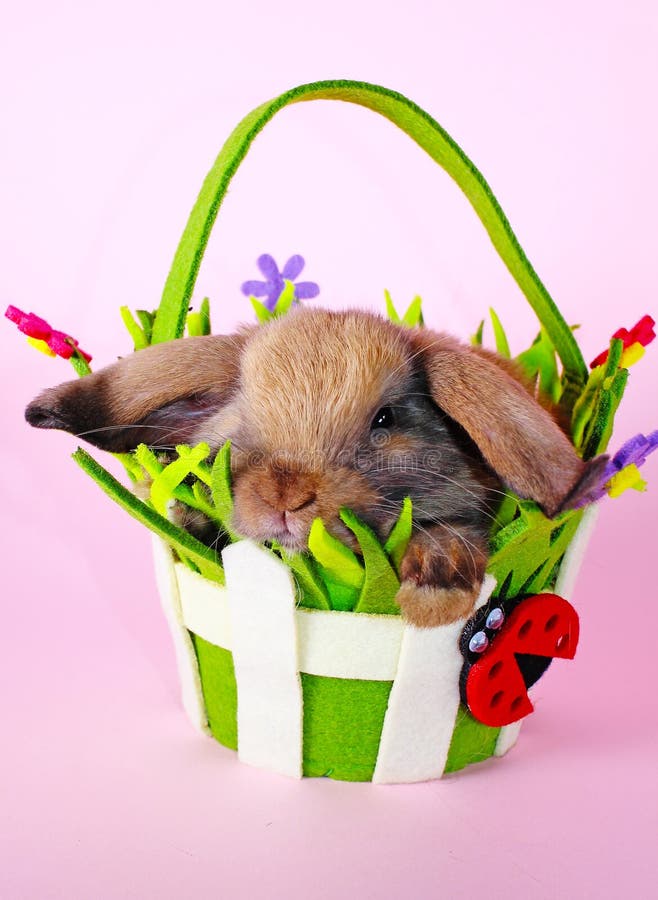 Rabbit Mini Lop Bunny on Spring Easter Basket. Thuringian Blue. Stock ...