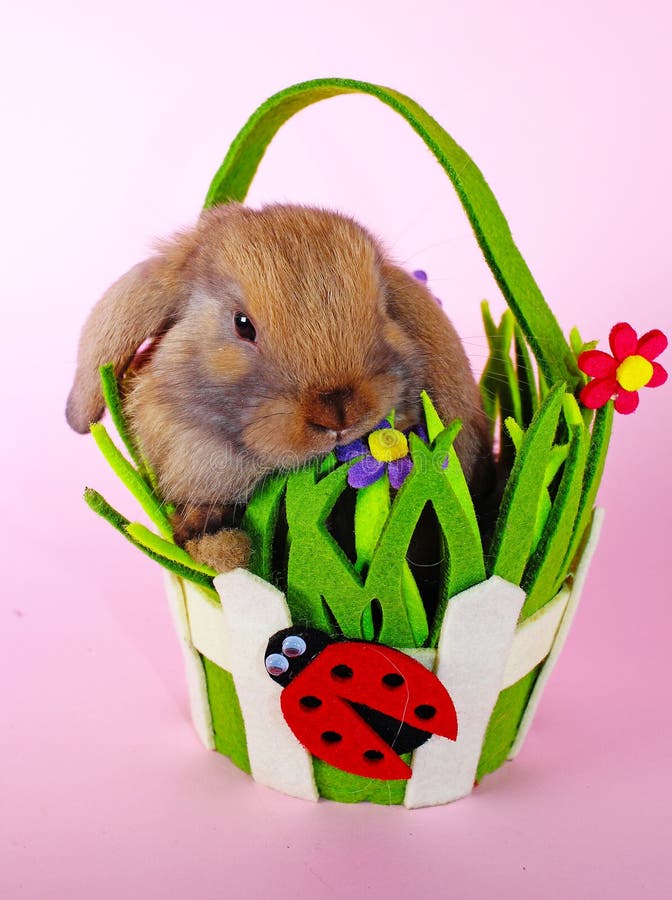 Rabbit Mini Lop Bunny on Spring Easter Basket. Thuringian Blue. Stock ...