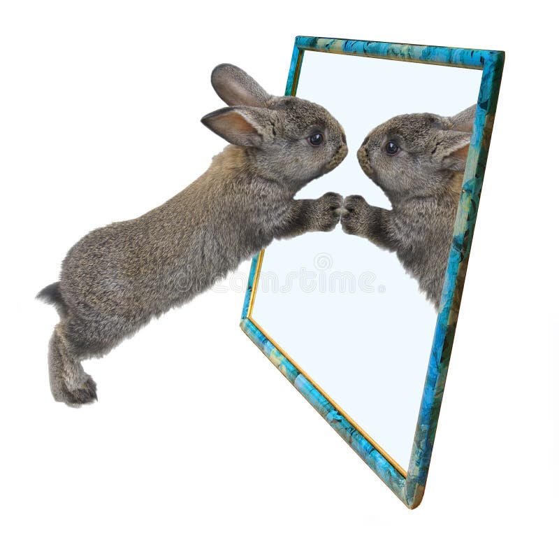 Rabbit in the mirror. stock photo. Image of nature, design - 165747780