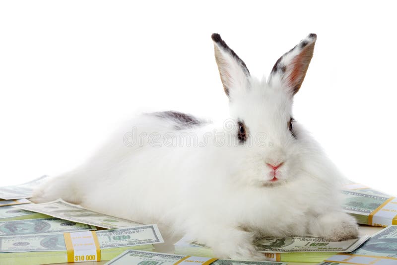 Rabbit with money stock image. Image of event, nature - 15738211