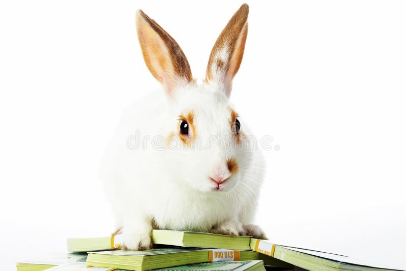 Rabbit with money stock image. Image of fluffy, isolation - 15633155