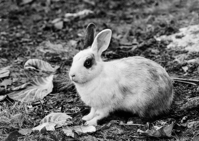 499 Monochrome Rabbit Stock Photos - Free & Royalty-Free Stock Photos ...