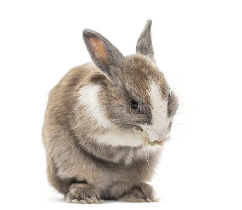 Rabbit 4 Months Old Sitting Against White Background Stock Photos ...