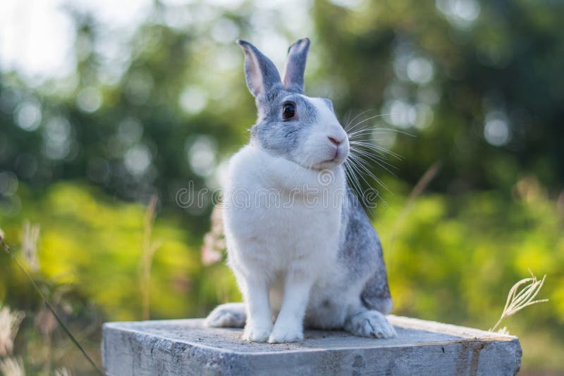 Rabbit morning stock image. Image of rabbit, meaning - 55009273