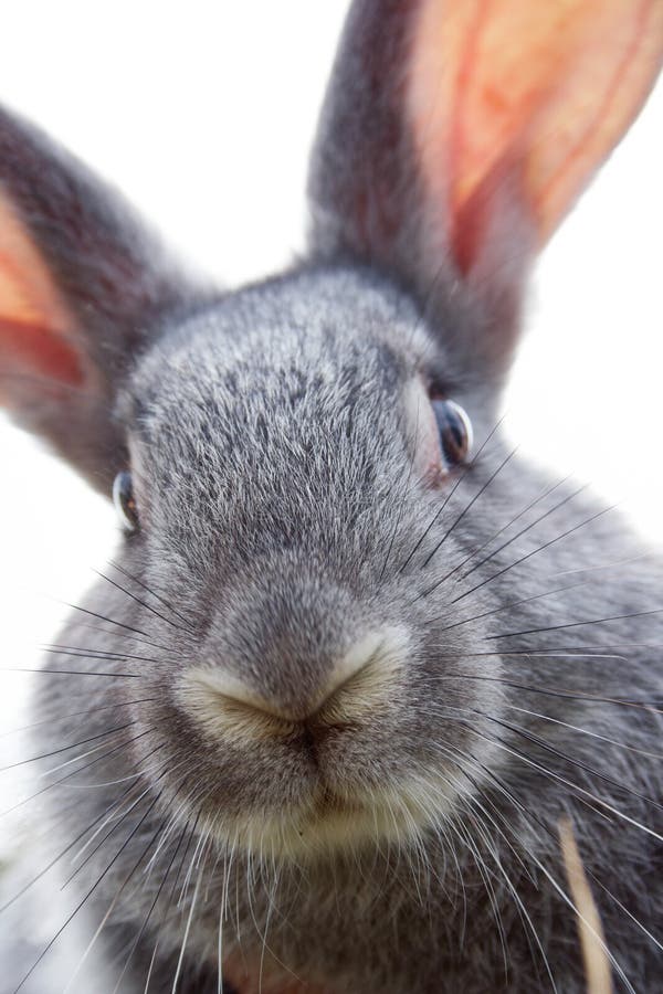 1,365 Cute Bunny Muzzle Stock Photos - Free & Royalty-Free Stock Photos ...