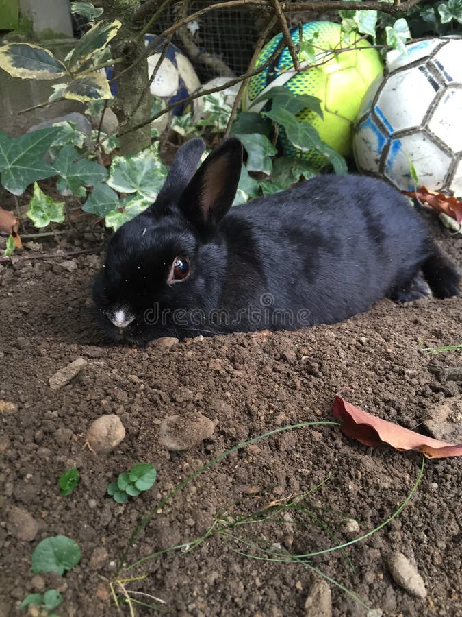 Rabbit stock image. Image of relax, black, dirt, chilling - 63042987