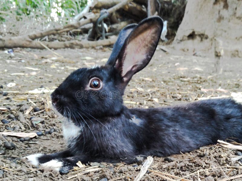 Rabbit stock photo. Image of favorite, nice, sweetie - 150630398