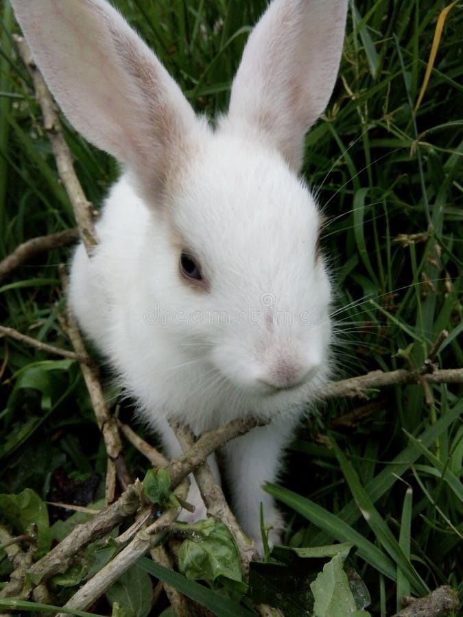 Rabbit stock photo. Image of mobile, small, click, rabbit - 122825062