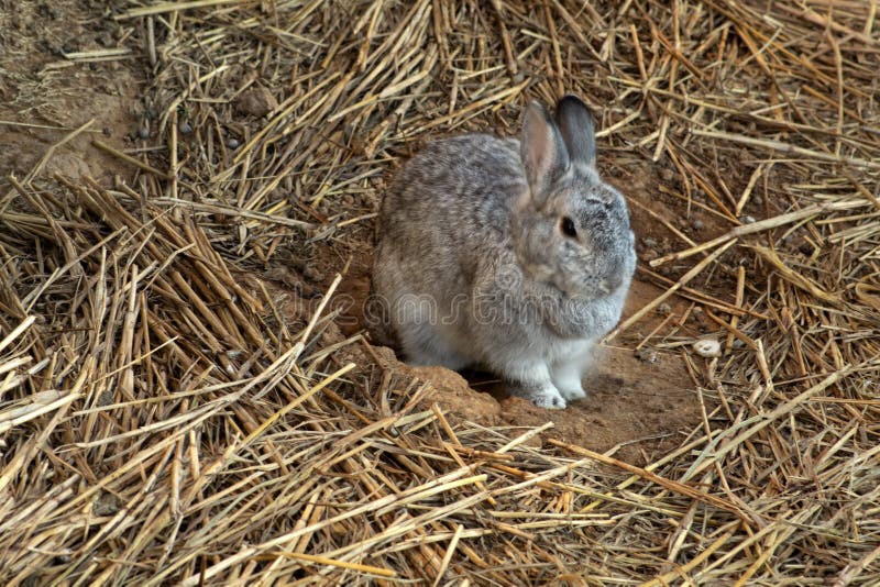 Rabbit in Nature Garden ,easter Stock Photo - Image of wildlife, green ...