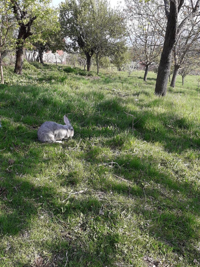 Rabbit stock image. Image of rabbit, tree, nature, grass - 145318525