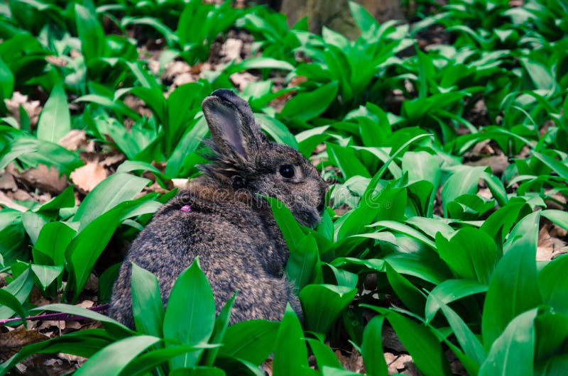 Rabbit in the nature stock image. Image of animal, wildlife - 248045775