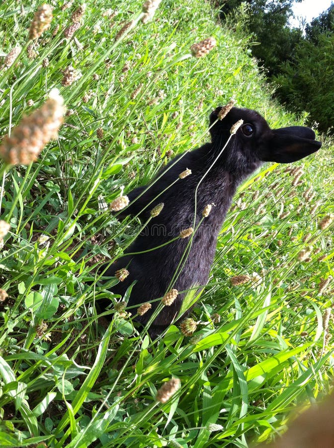 Rabbit in nature stock photo. Image of rabbit, flowers - 42851254