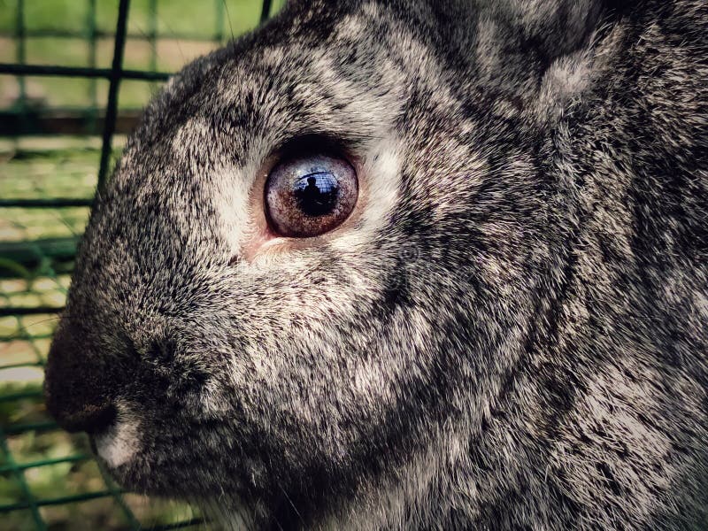 Rabbit nature Rab cute stock photo. Image of carnivore - 208831190