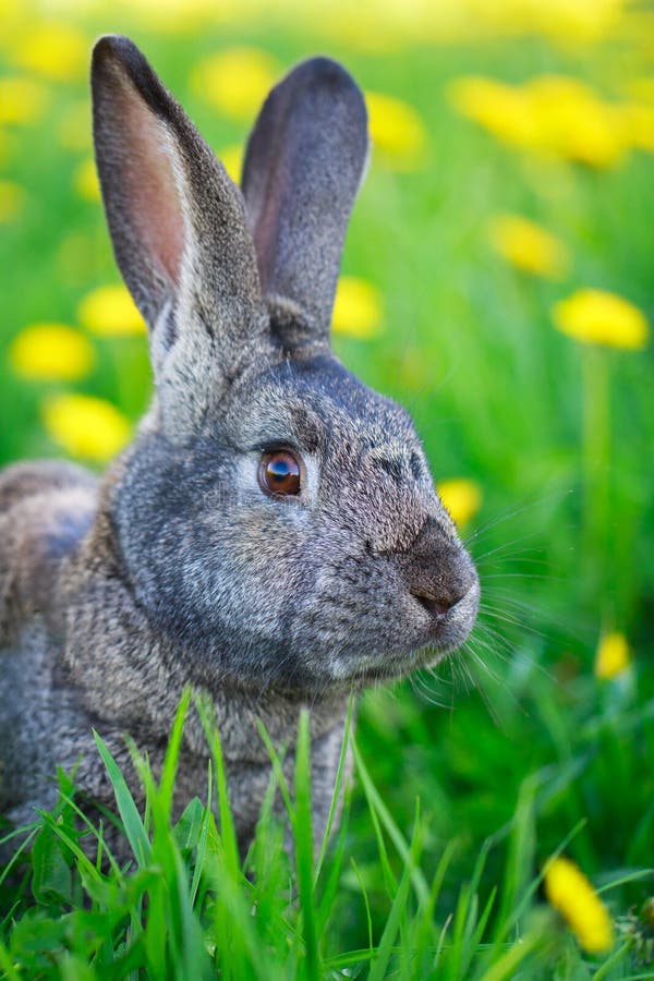 Rabbit stock photo. Image of grey, grass, field, yellow - 41416180