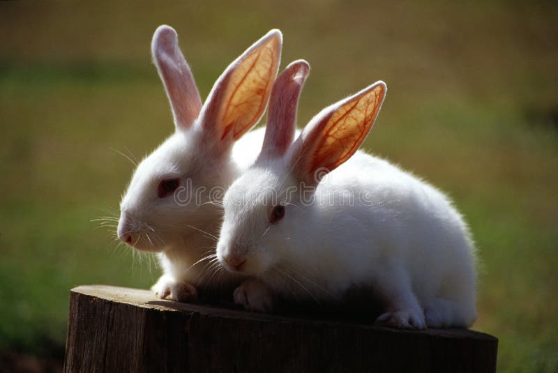 Rabbit stock photo. Image of cute, forest, jump, living - 43411264