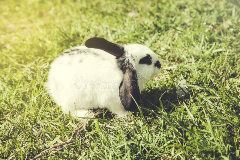 Rabbit in nature stock image. Image of green, bunny - 146858415