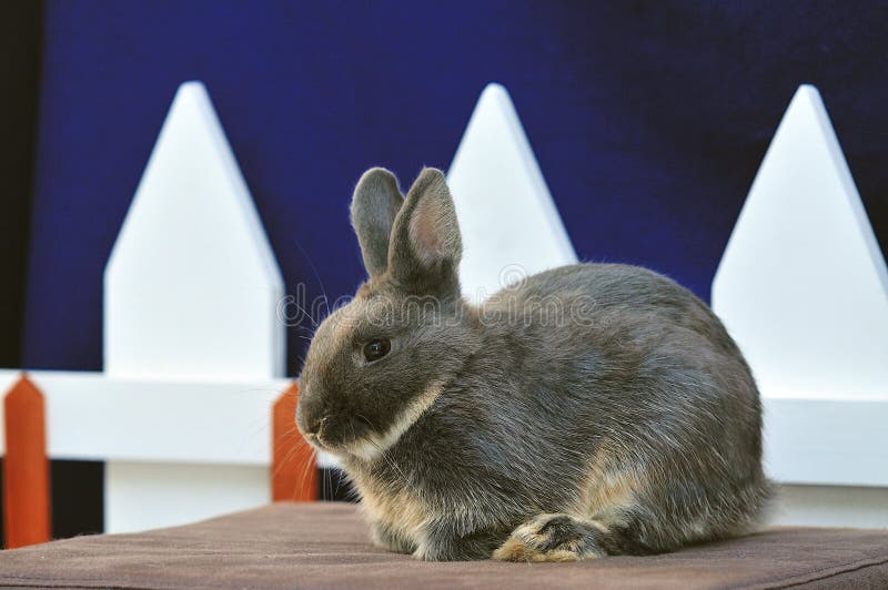 Rabbit with scared face stock image. Image of farm, fluffy - 3545347