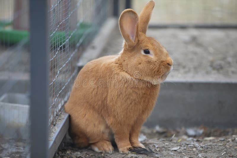 Rabbit New Zealand Red Fluffy Stock Photo - Image of view, fluffy ...
