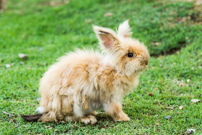 Rabbit in Nightsafari Chiangmai Thailand Stock Photo - Image of ...