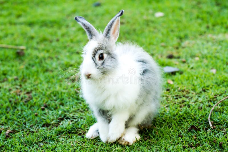 Rabbit in Nightsafari Chiangmai Thailand Stock Image - Image of ...