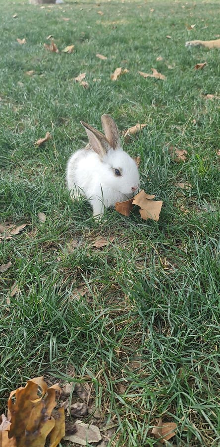 Phon No Soda Stock Photos - Free & Royalty-Free Stock Photos from ...