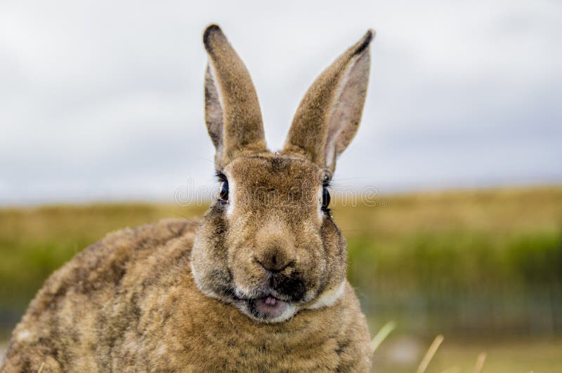 Rabbit stock photo. Image of denmark, nymarksminde, jutland - 43948364