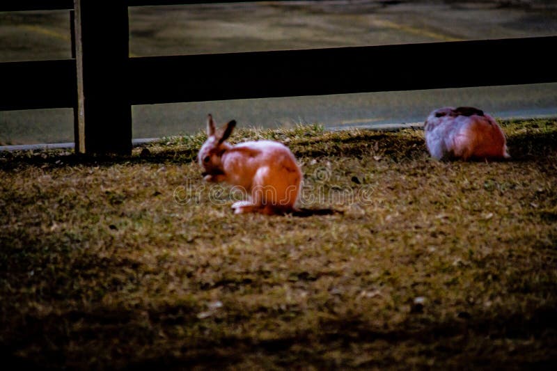 1,689 Night Rabbit Photos - Free & Royalty-Free Stock Photos from ...