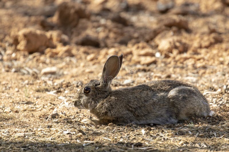 Rabbit (Oryctolagus Cuniculus) Crouching in the Field Stock Image ...