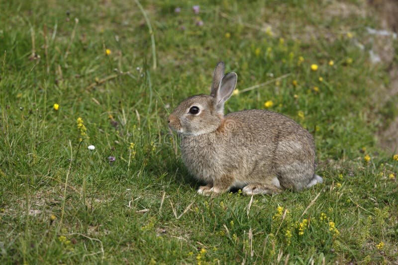 Rabbit, Oryctolagus Cuniculus, Stock Image - Image of oryctolagus ...