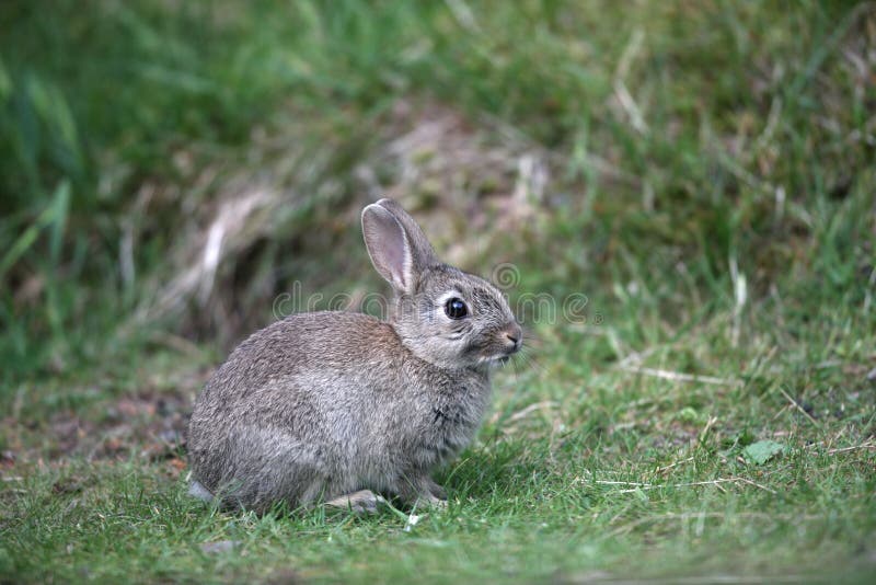 Rabbit, Oryctolagus Cuniculus Stock Photo - Image of snout, hare: 33325748